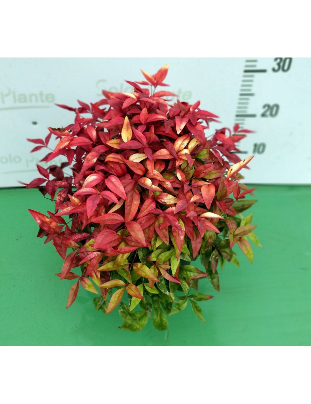 Nandina Nana (Fire Power) - Vendita Piante Online