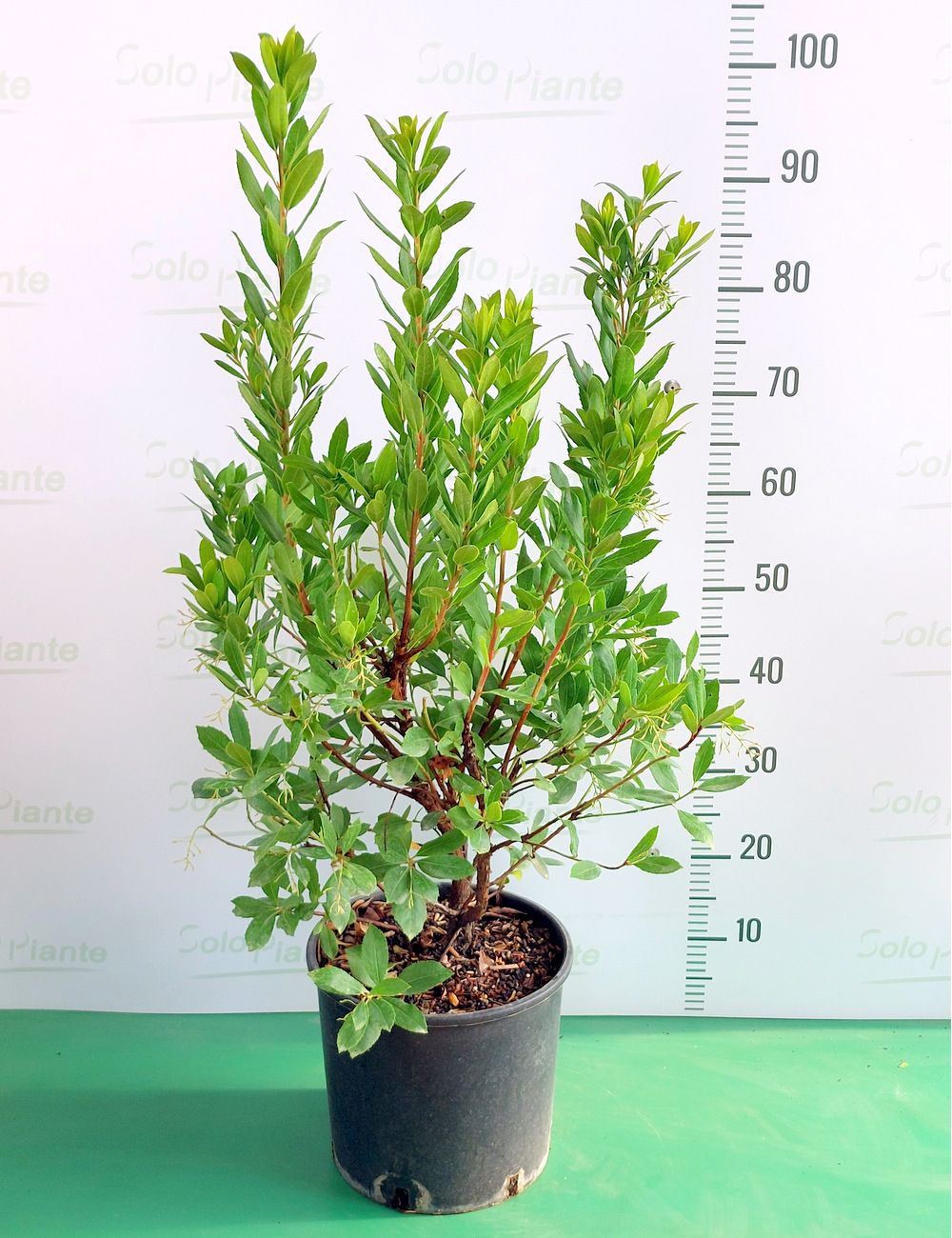 Corbezzolo Arbutus Unedo vaso 24 cm vendita on line