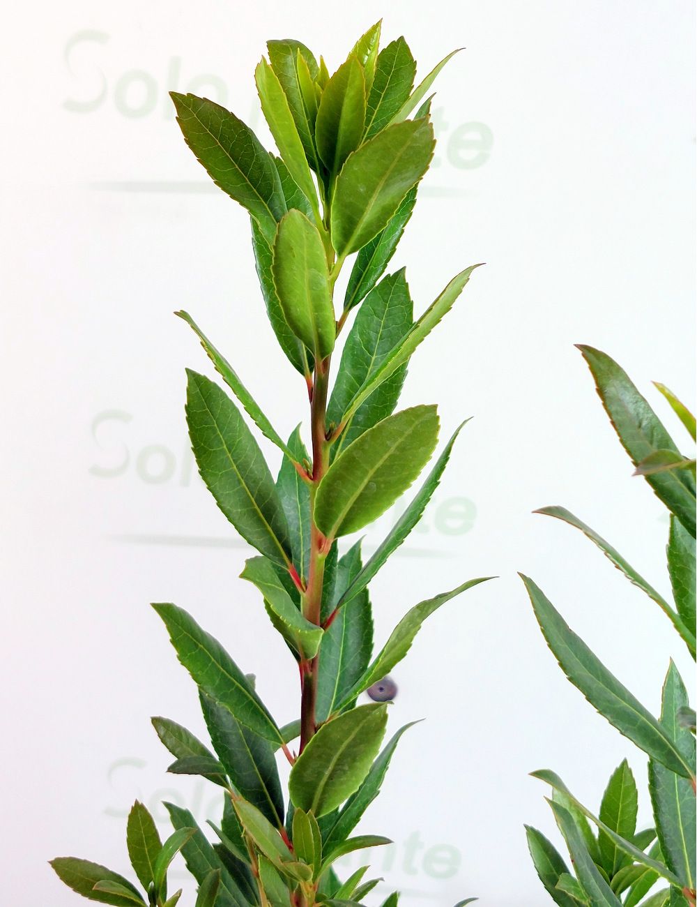 Corbezzolo Arbutus Unedo vaso 24 cm vendita on line