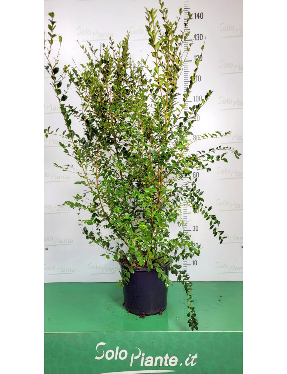 Ligustro "da siepe" (Ligustrum Chinensis) vaso 24 cm - SoloPiante.it