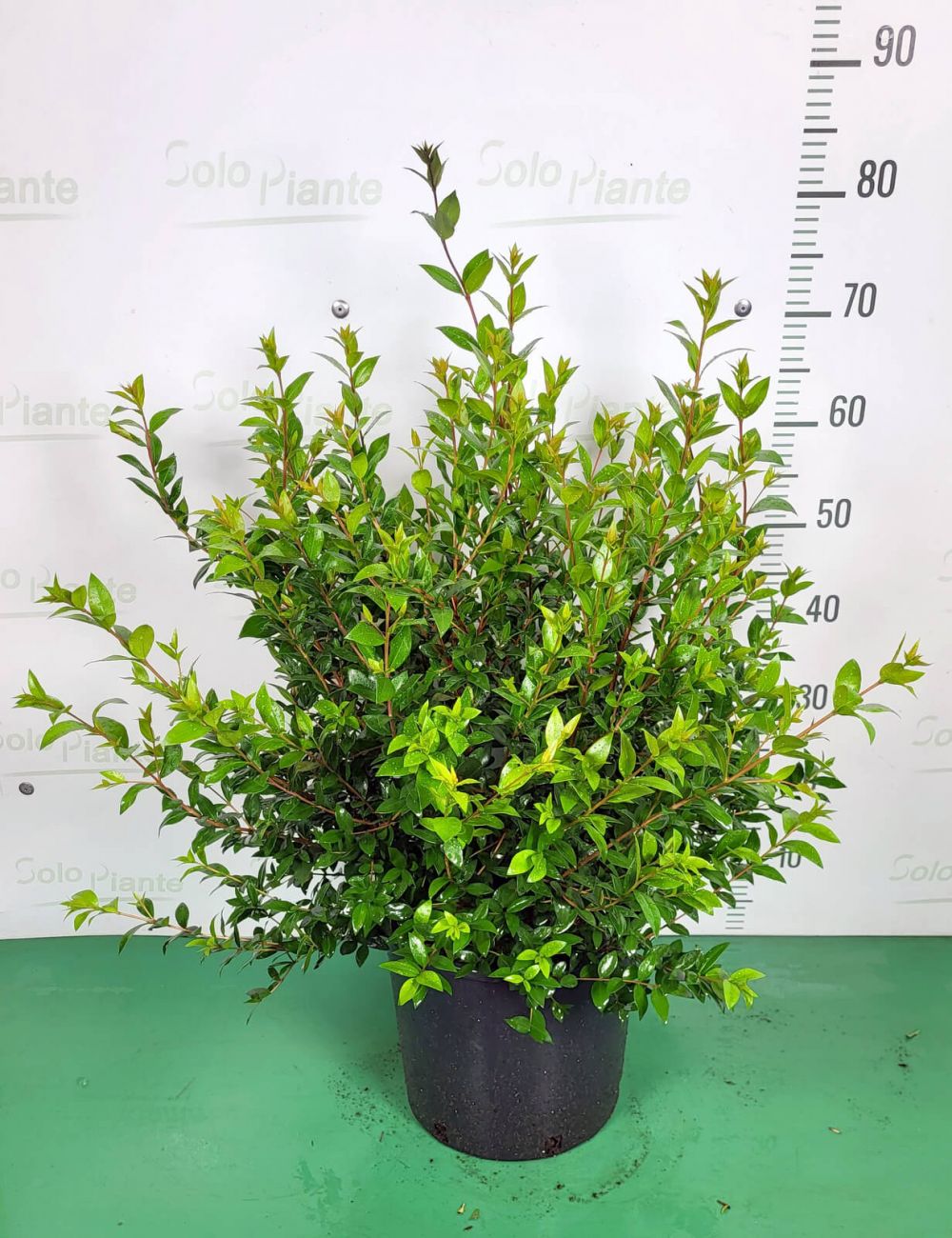 Vendita mirto online vaso 24 - Myrtus Communis