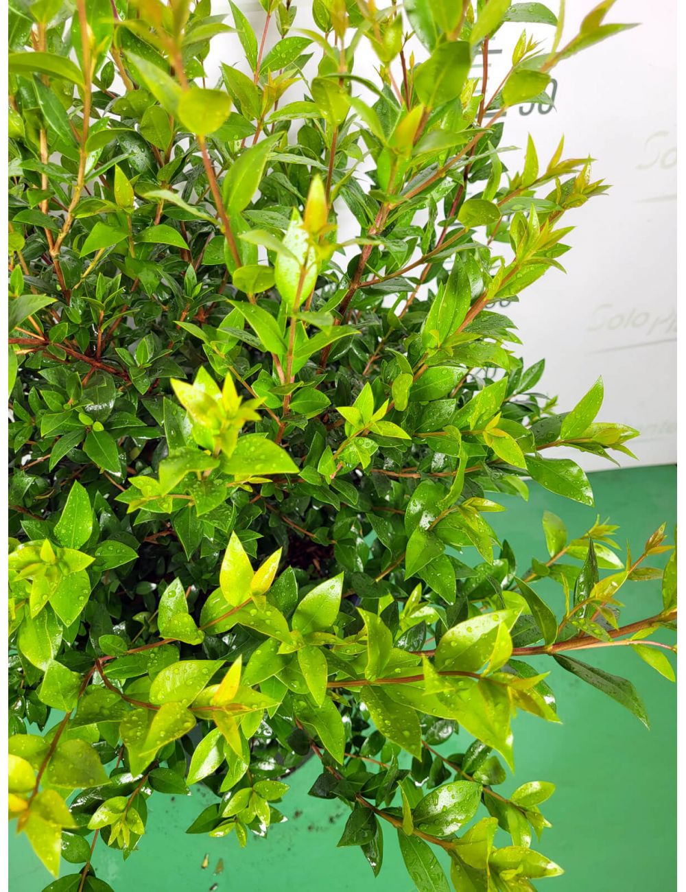 Vendita mirto online vaso 24 - Myrtus Communis