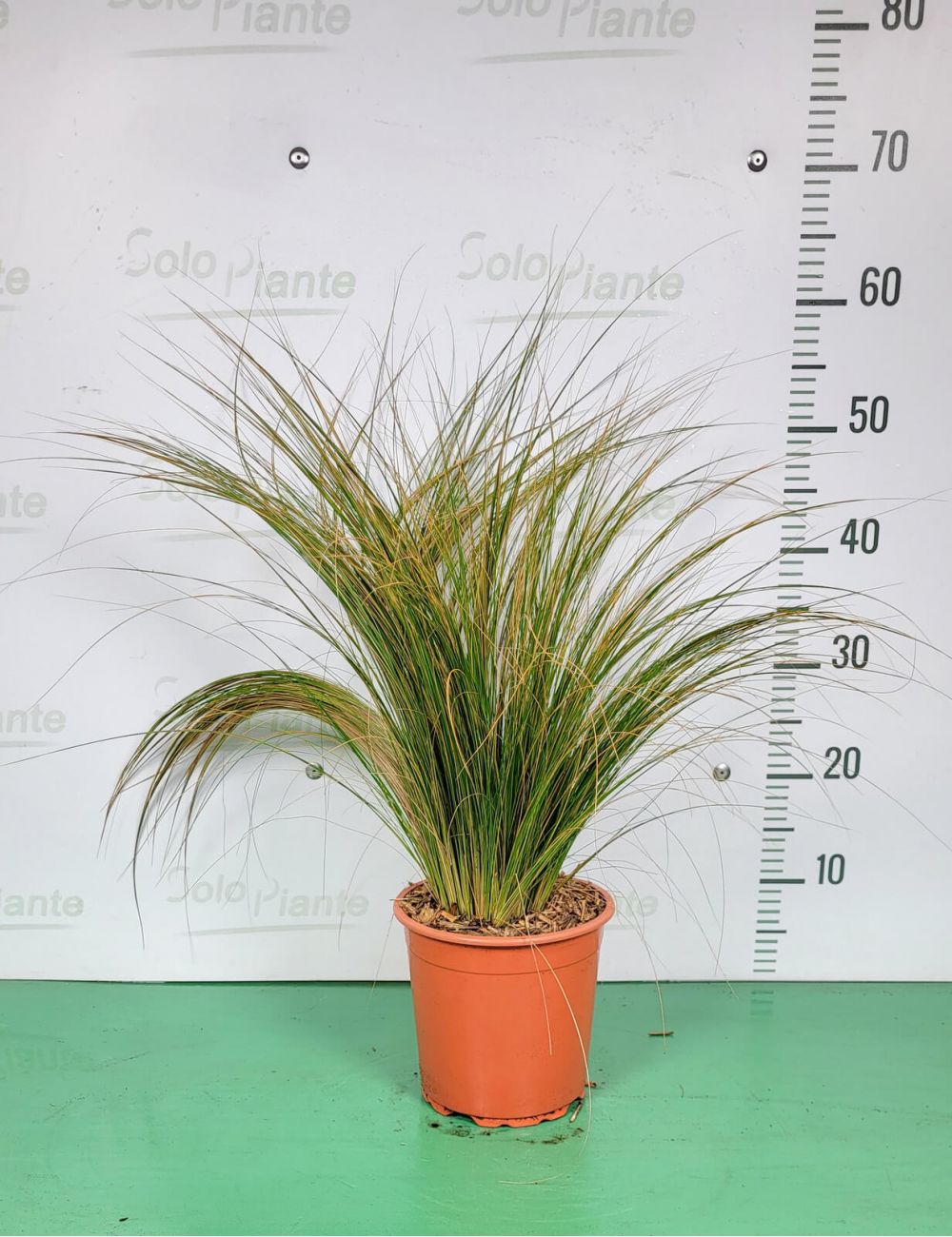 Stipa Tenuissima - vendita piante online - SoloPiante