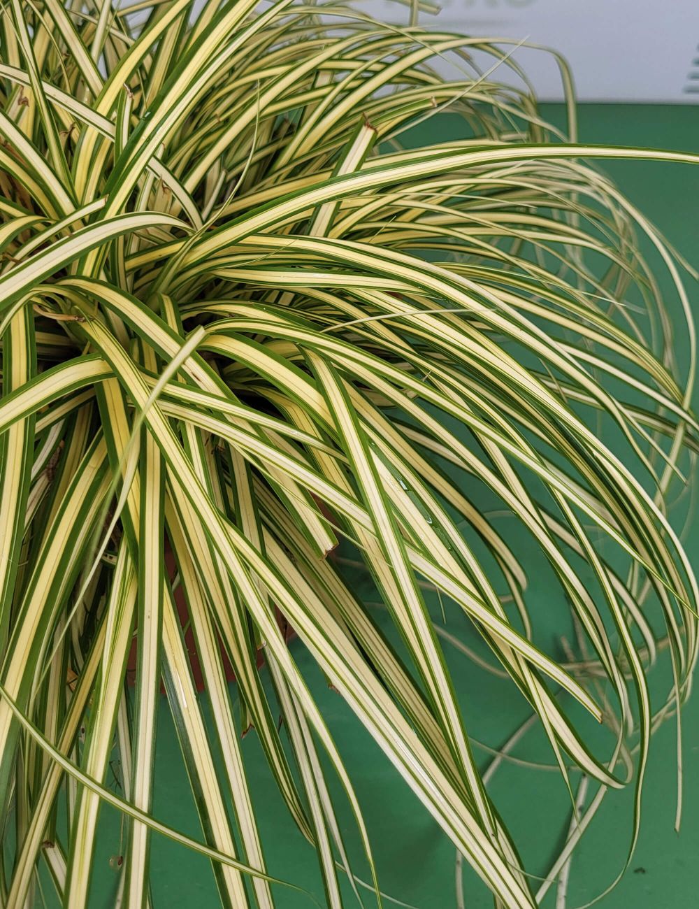 Carex Evergold - Vendita Piante Online - solopiante.it