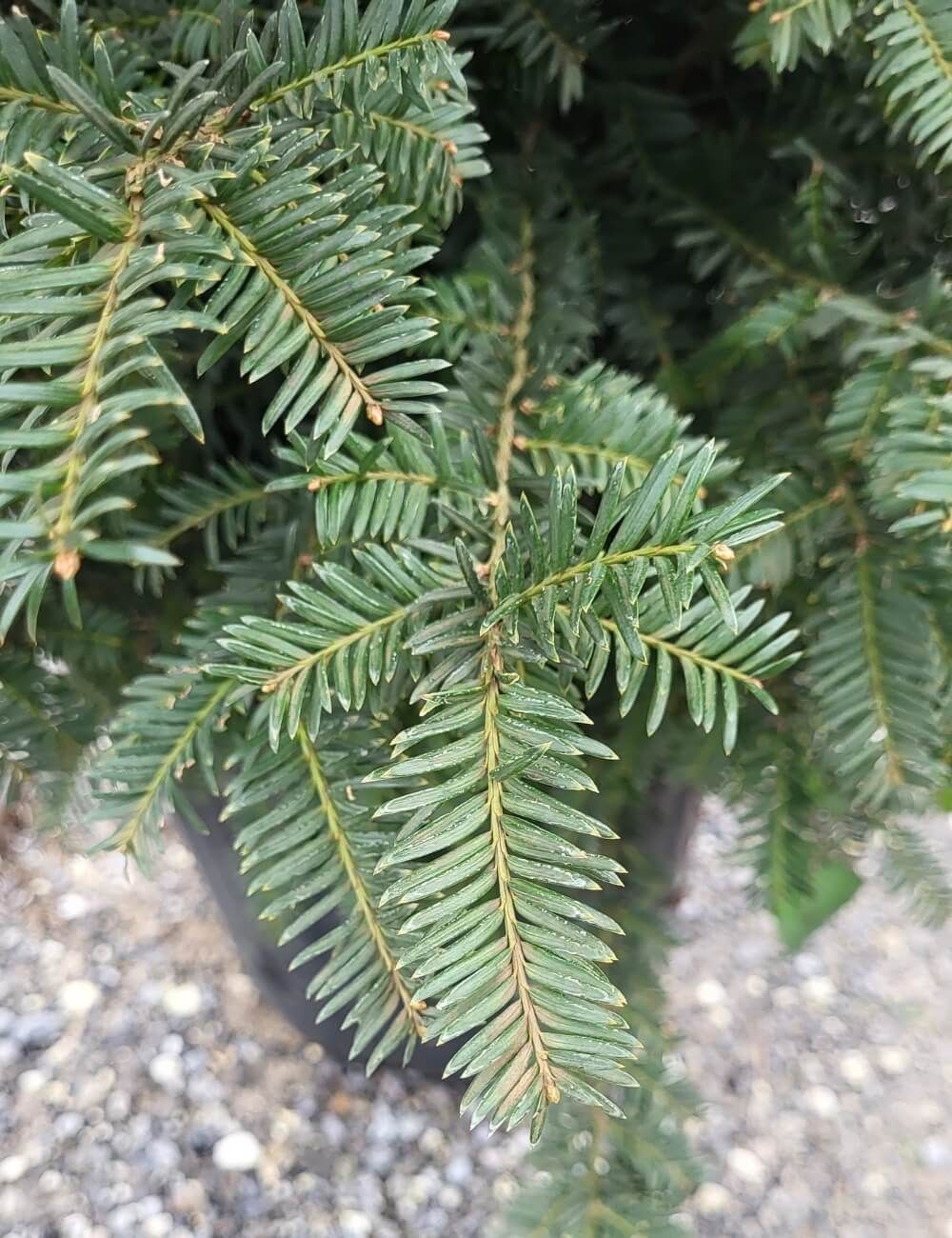 Taxus Baccata - vendita piante on line - SoloPiante.it