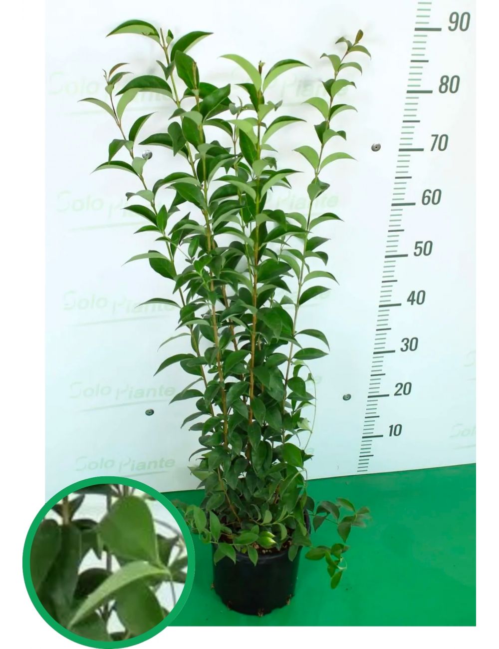Ligustro Japonicum (Ligustrum) - SoloPiante.it