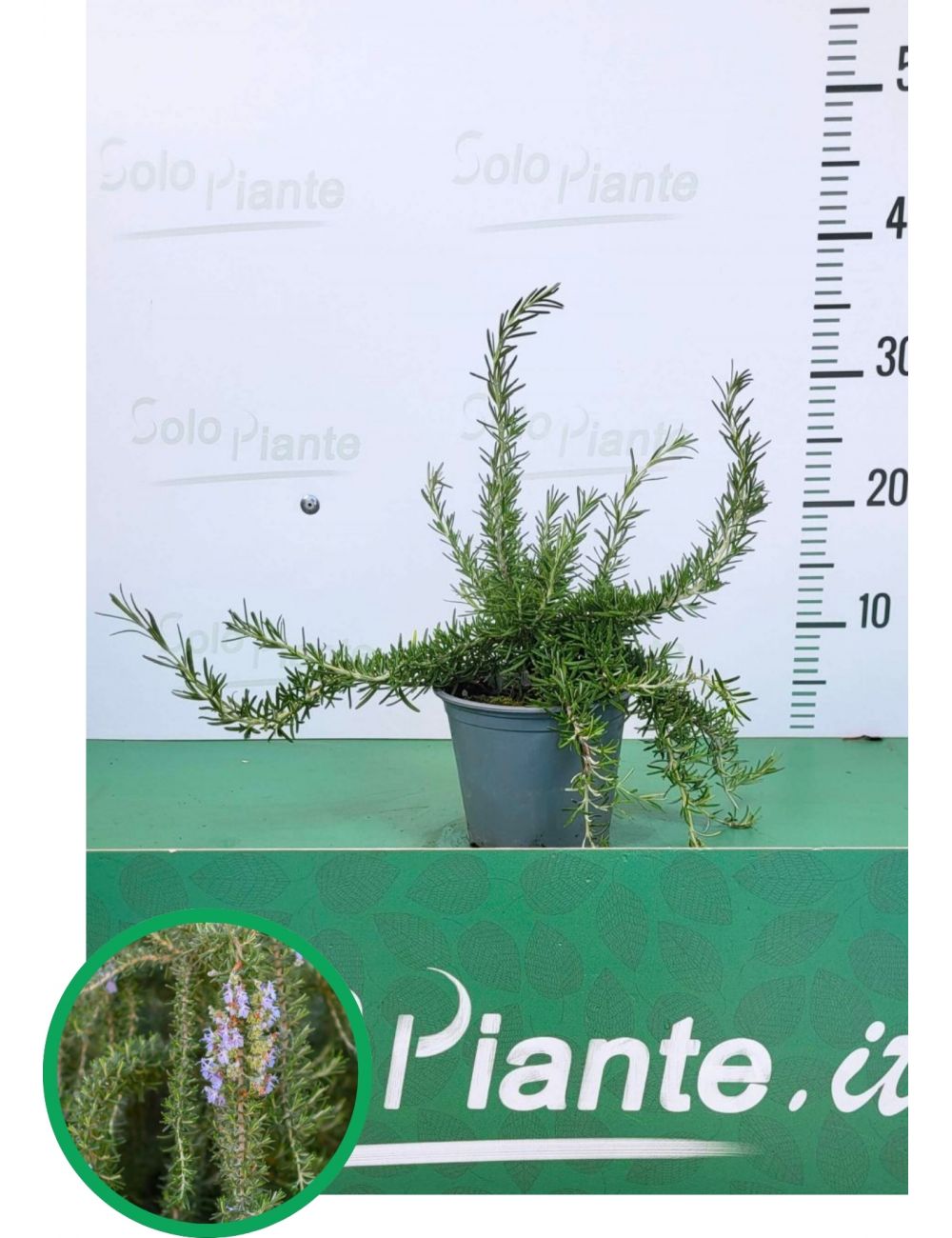 Rosmarino Prostrato vaso 14 cm - vendita piante on line - SoloPiante.it
