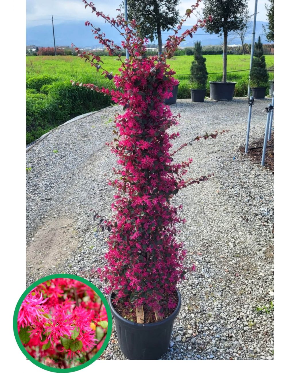 Loropetalo Chinense rubrum formato a colonna - vendita piante ...