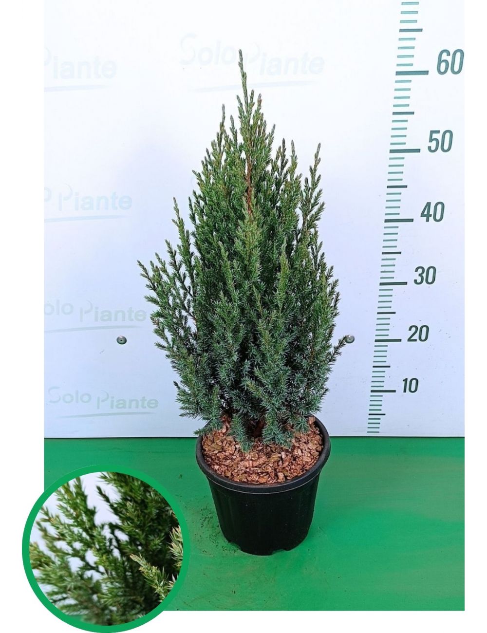 Ginepro "Chinensis Stricta" - vendita piante on line - SoloPiante.it