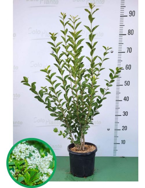 Ligustro Japonicum (Ligustrum) - SoloPiante.it