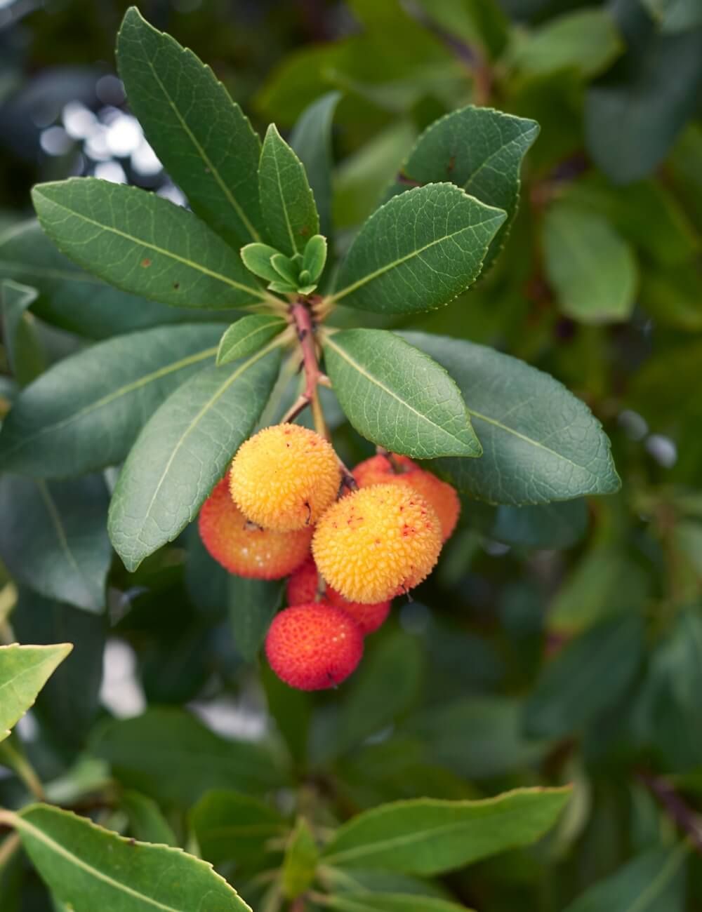 Corbezzolo Arbutus Unedo vaso 24 cm vendita on line