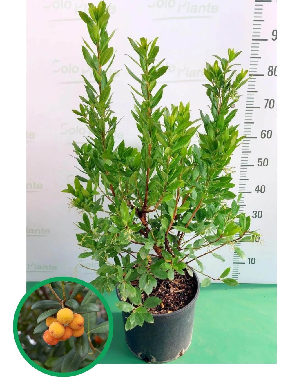 Corbezzolo Arbutus Unedo vaso 24 cm vendita on line
