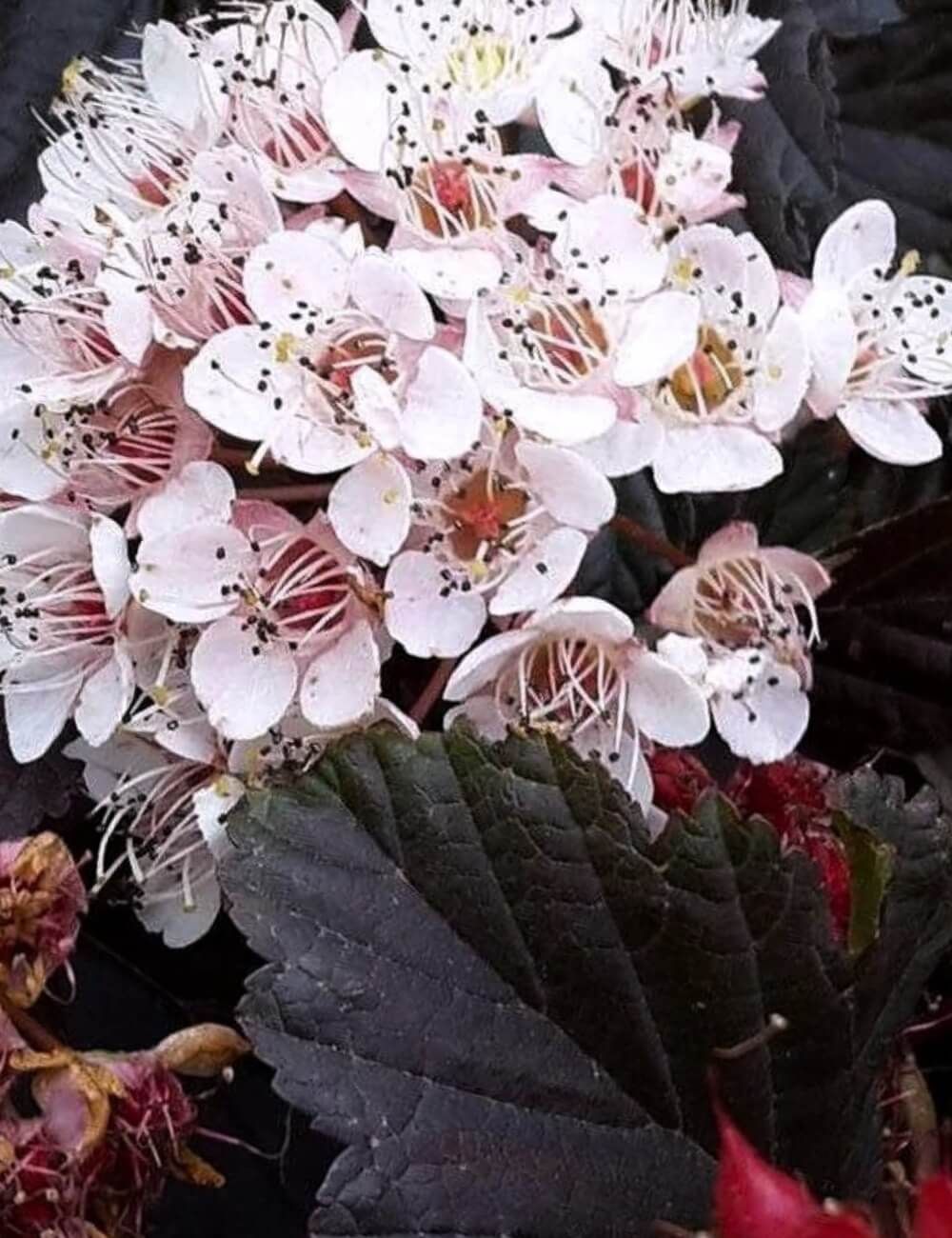 Physocarpus 'Red Baron' vendita online - SoloPiante.it