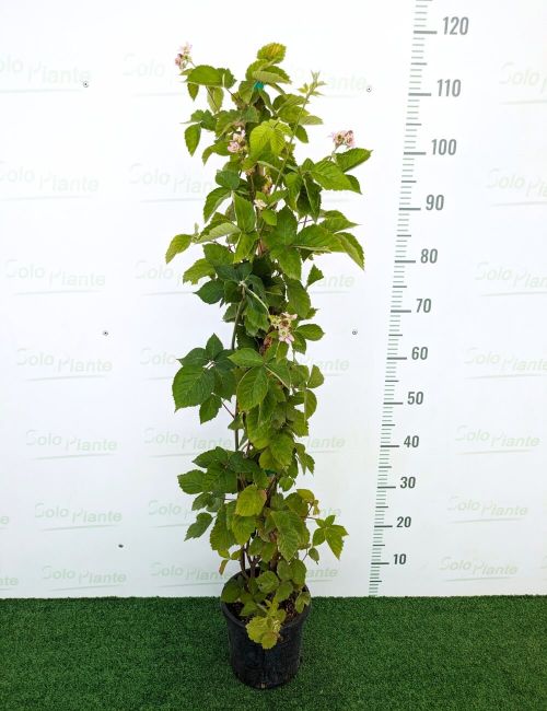 Mora (Rubus Fruticosus) Thornfree- vendita piante - SoloPiante.it