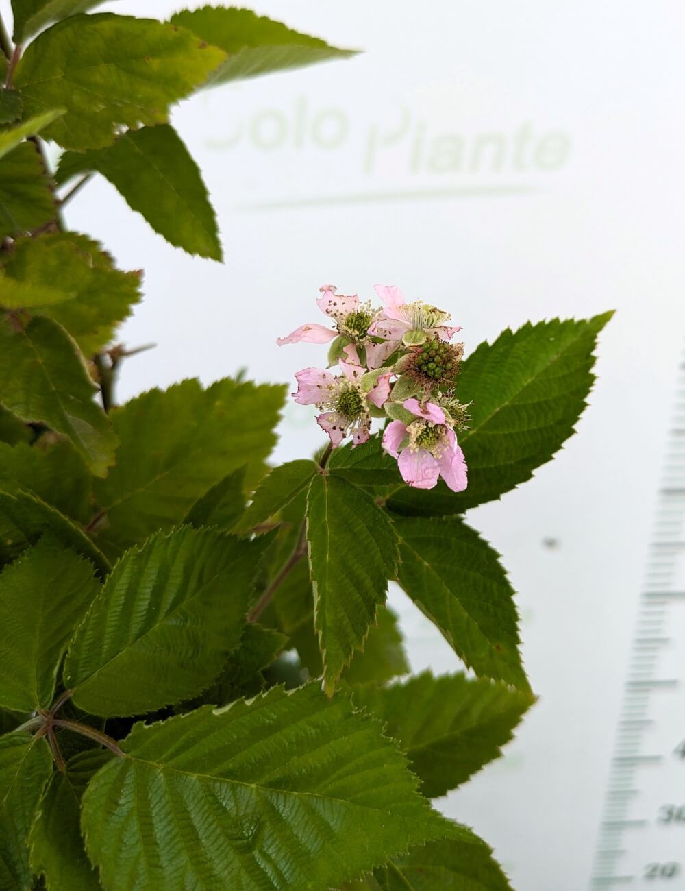 Mora (Rubus Fruticosus) Thornfree- vendita piante - SoloPiante.it