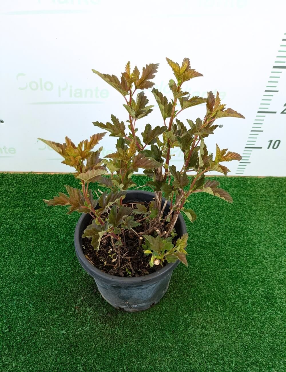 Physocarpus 'Red Baron' vendita online - SoloPiante.it