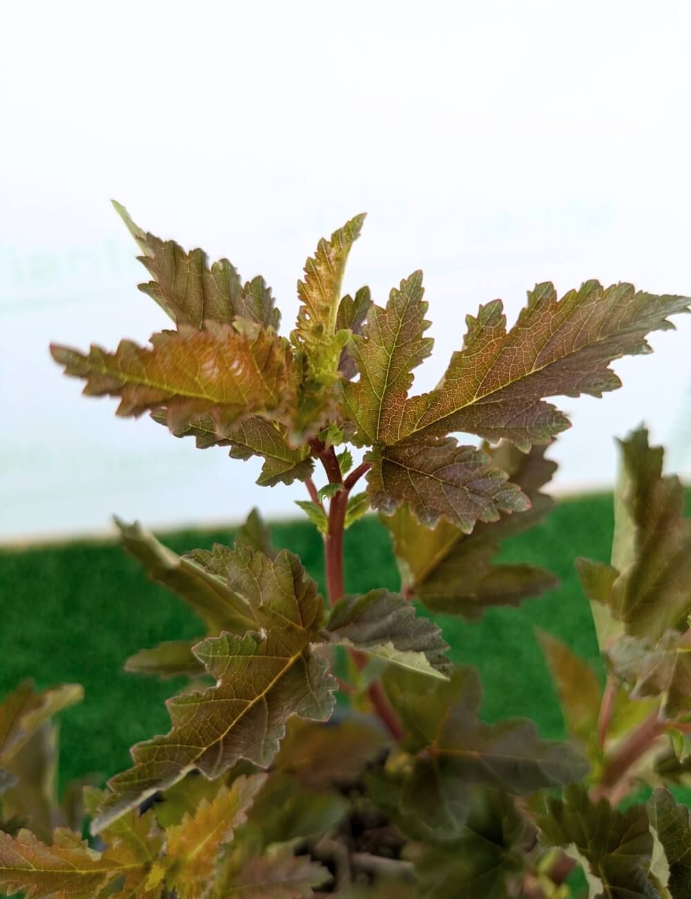Physocarpus 'Red Baron' vendita online - SoloPiante.it