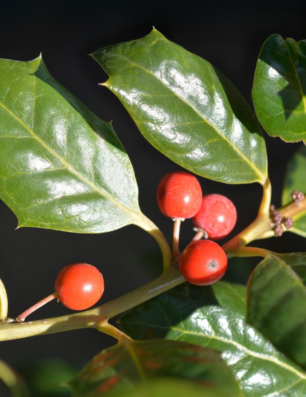 Agrifoglio "Nellie Stevens" vaso 24 cm - Ilex Mutchagara Nellie R ...