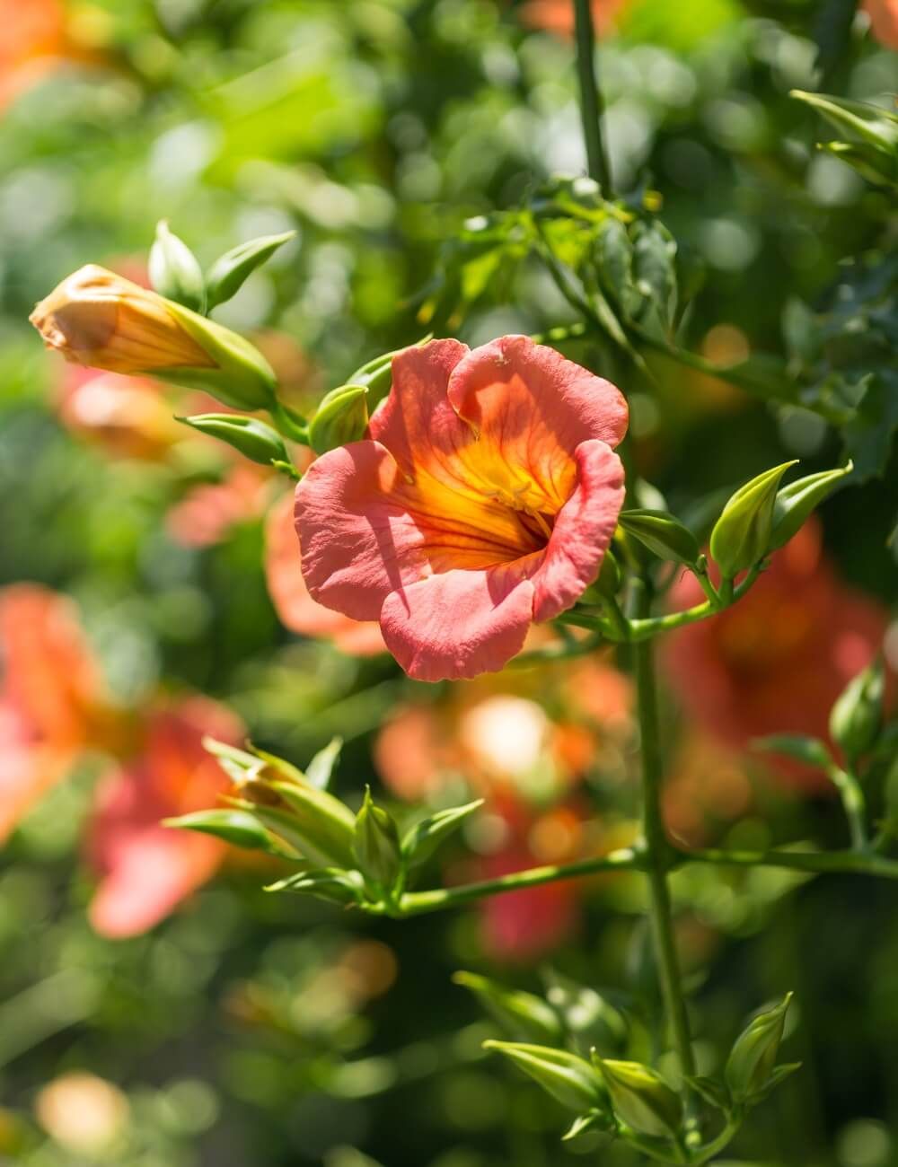 Bignonia grandiflora - Campsis - vendita piante online - SoloPiante