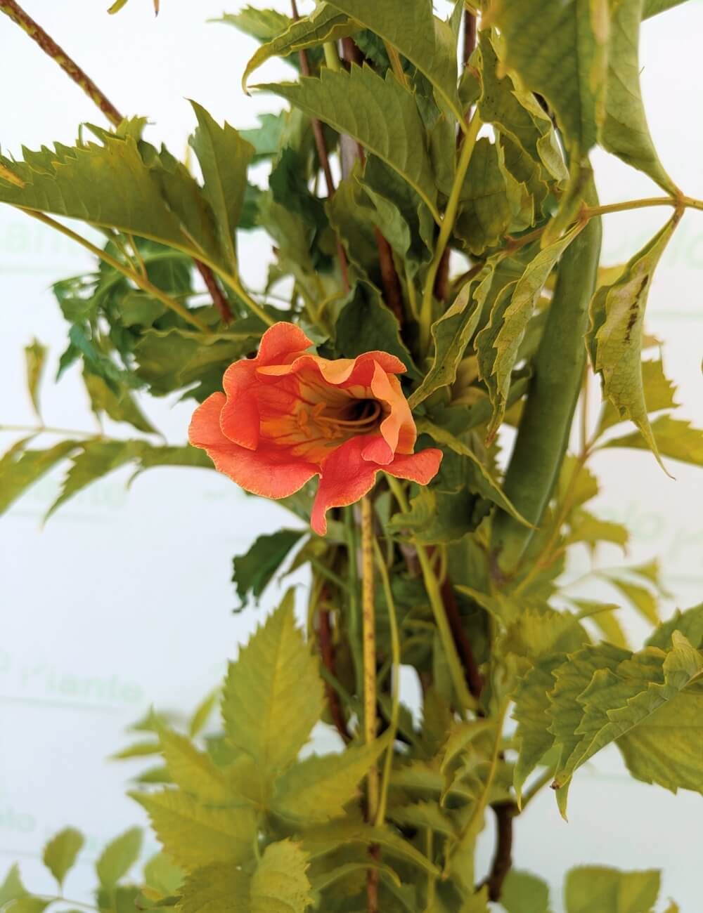 Bignonia grandiflora - Campsis - vendita piante online - SoloPiante