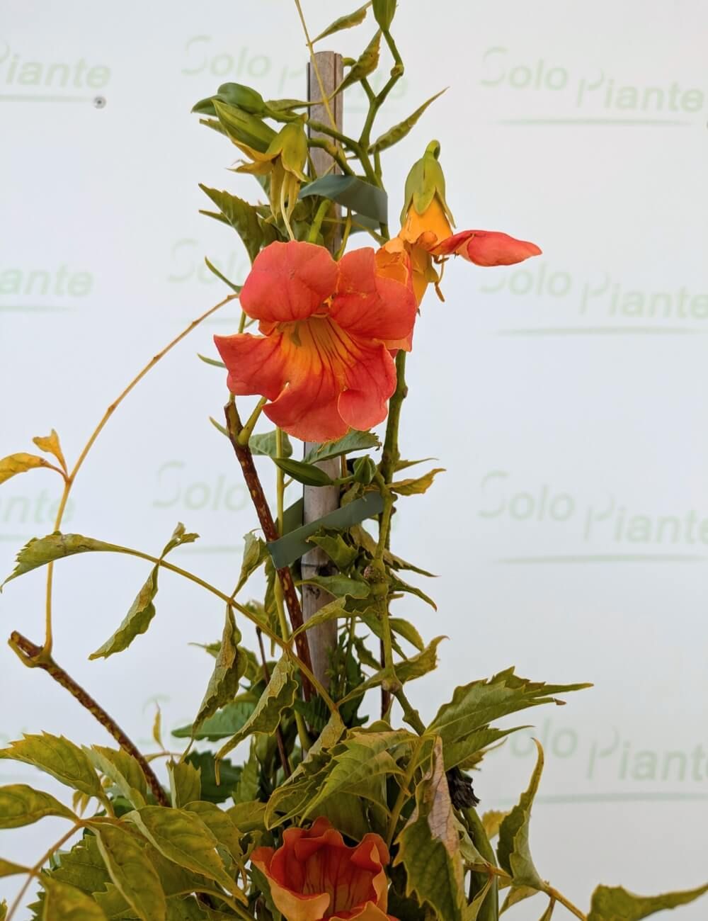 Bignonia grandiflora - Campsis - vendita piante online - SoloPiante