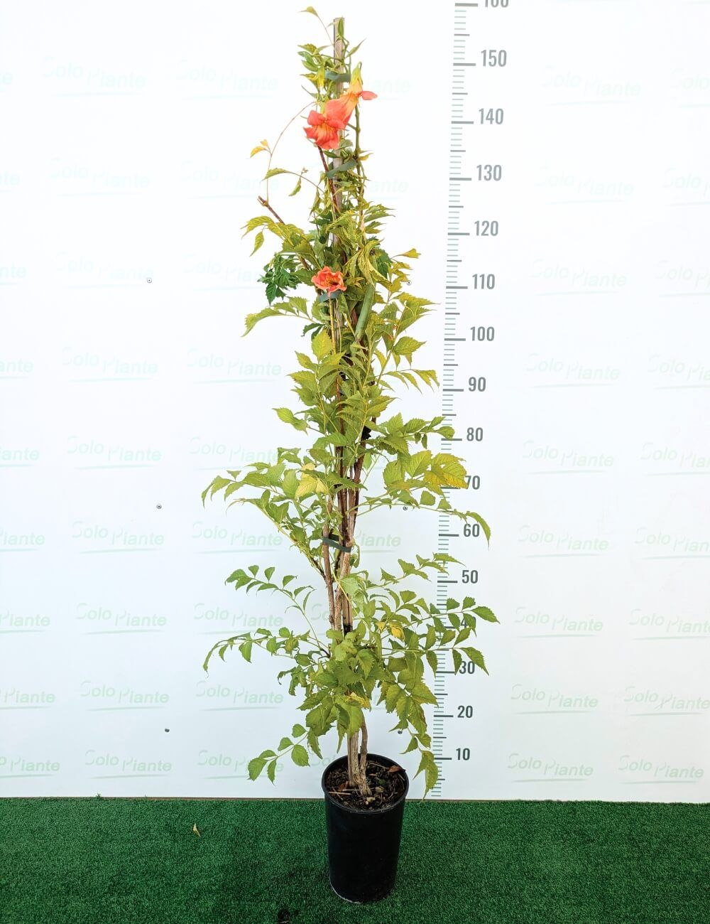 Bignonia grandiflora - Campsis - vendita piante online - SoloPiante