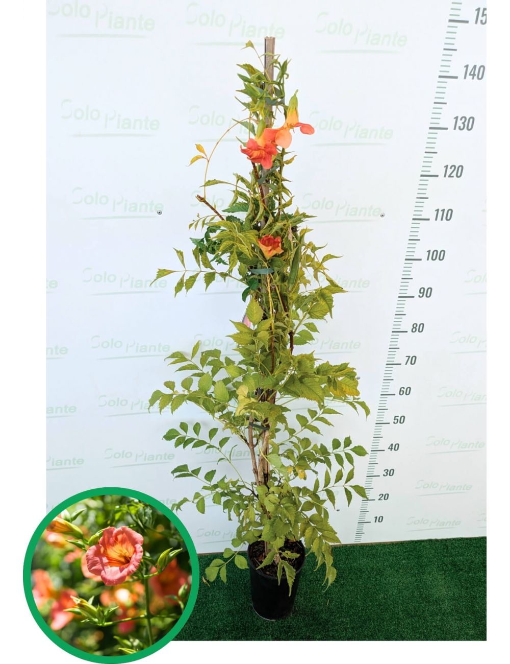 Bignonia grandiflora - Campsis - vendita piante online - SoloPiante