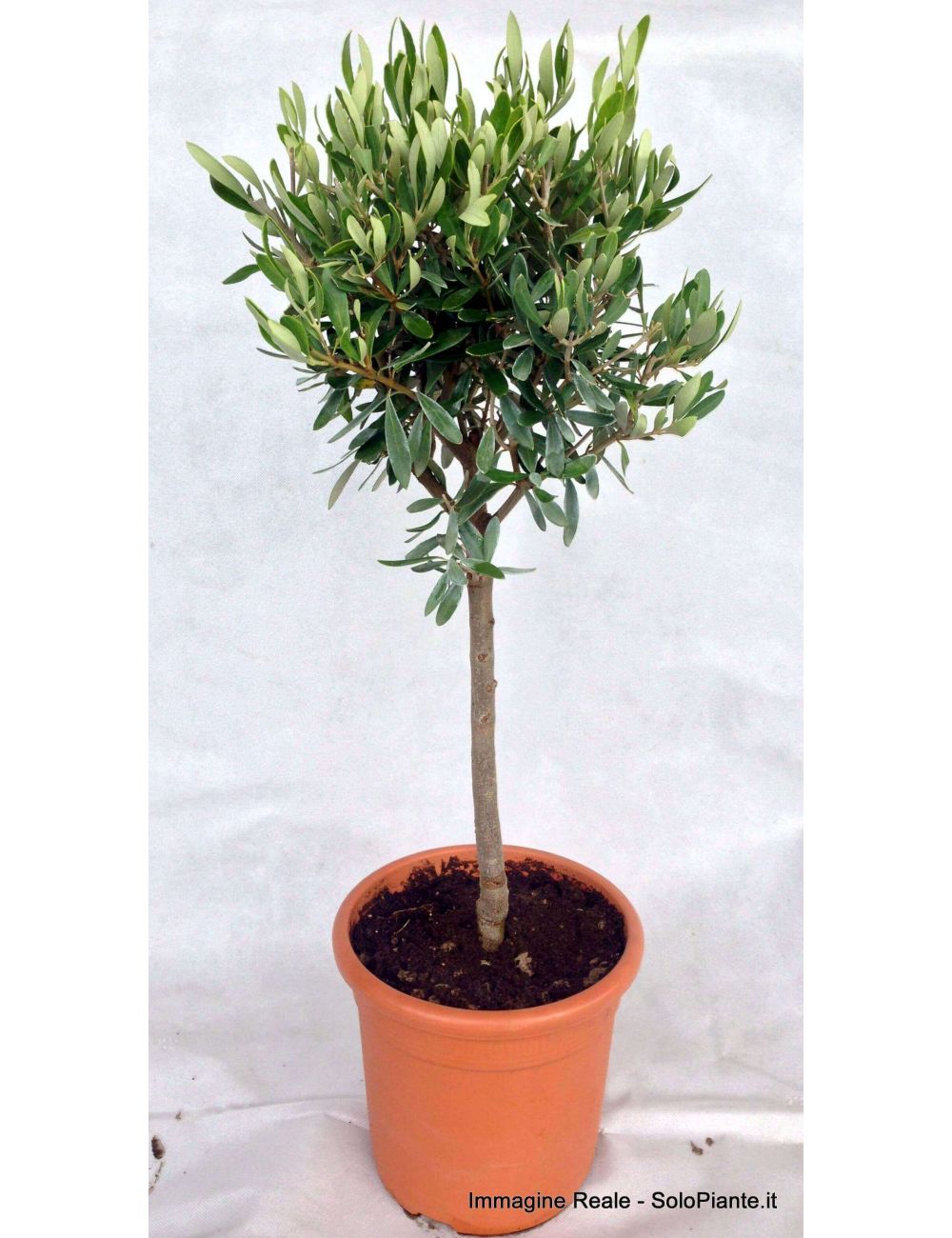 Piante Ad Alberello Da Vaso | Casa Loving