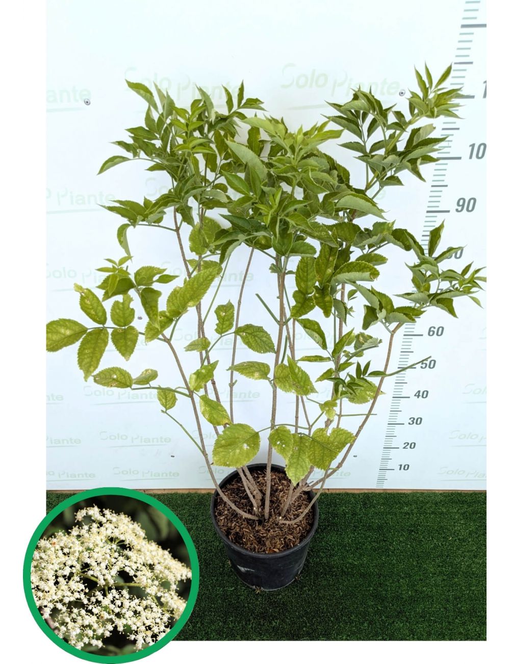 Sambuco Comune (Sambucus Nigra) - vendita piante - SoloPiante.it