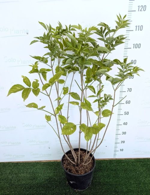 Sambuco Comune (Sambucus Nigra) - vendita piante - SoloPiante.it
