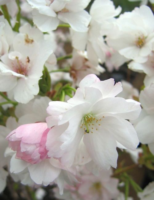 Ciliegio da fiore fastigiato Prunus serrulata Amanogawa su SoloPiante