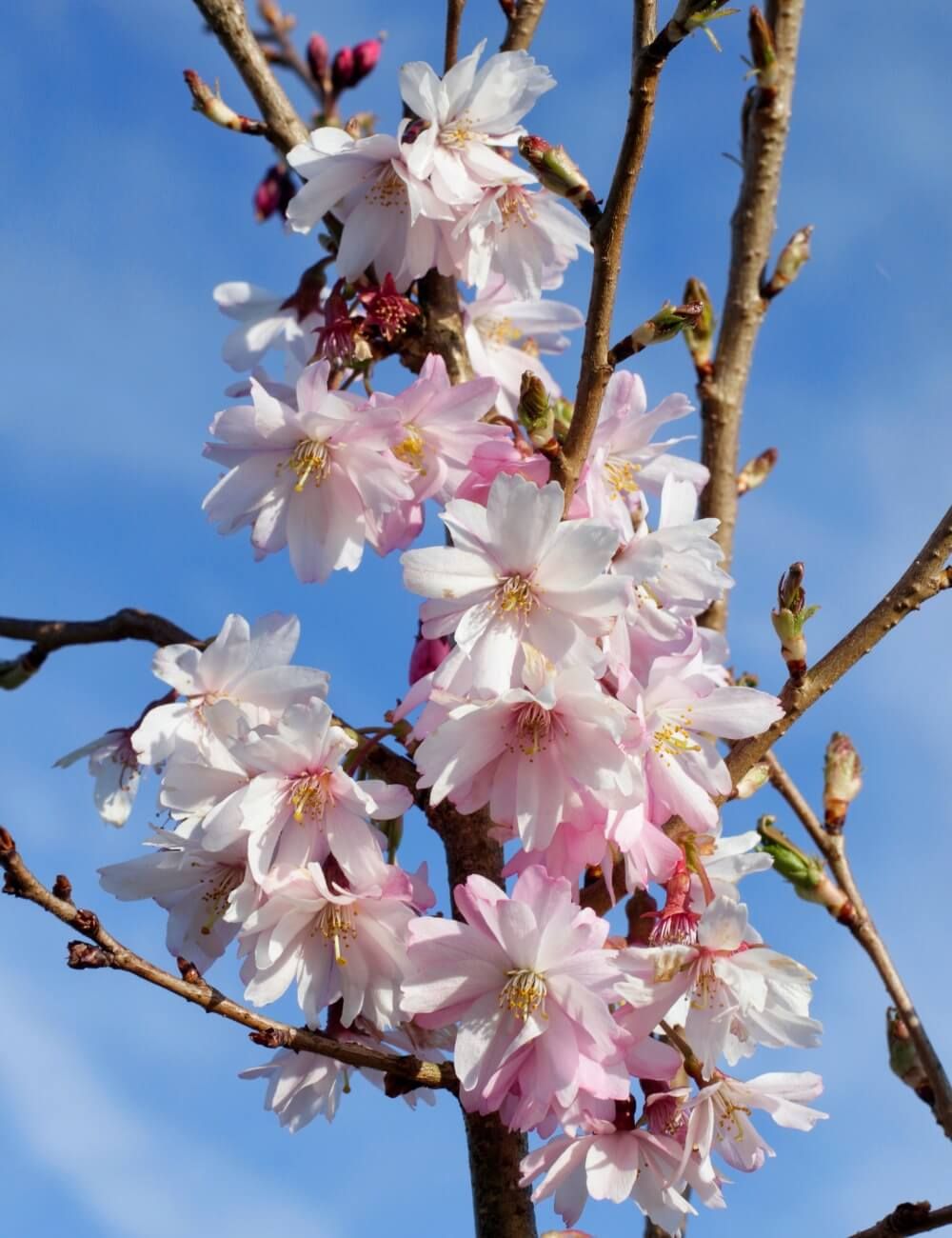 Ciliegio da fiore Autumnalis - Vendita Piante Online su SoloPiante.it