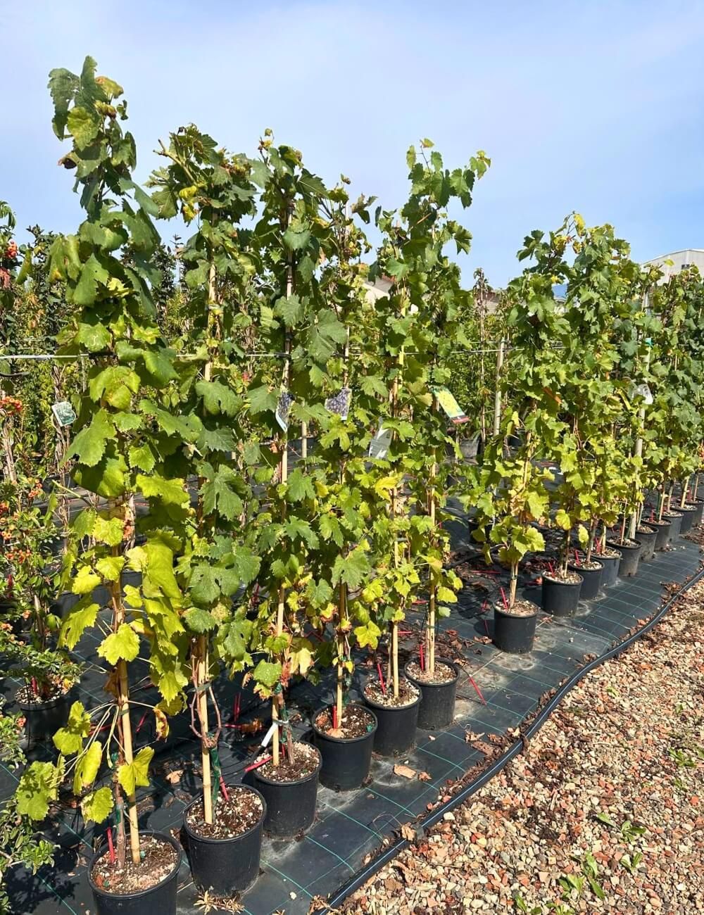Vite Uva da tavola Thompson Seedless - SoloPiante.it