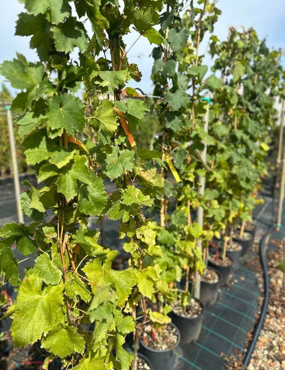 Vite Uva da tavola Thompson Seedless - SoloPiante.it