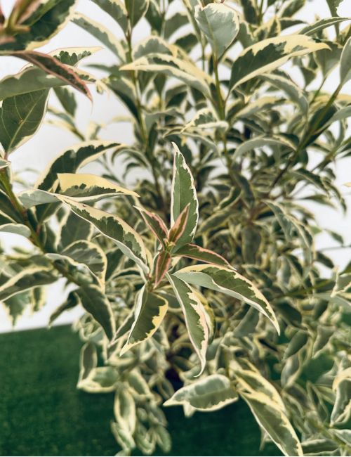Ligustro variegato (Ligustrum Excelsum Superbum) - SoloPiante.it