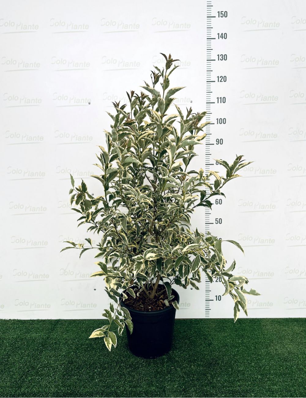 Ligustro variegato (Ligustrum Excelsum Superbum) - SoloPiante.it