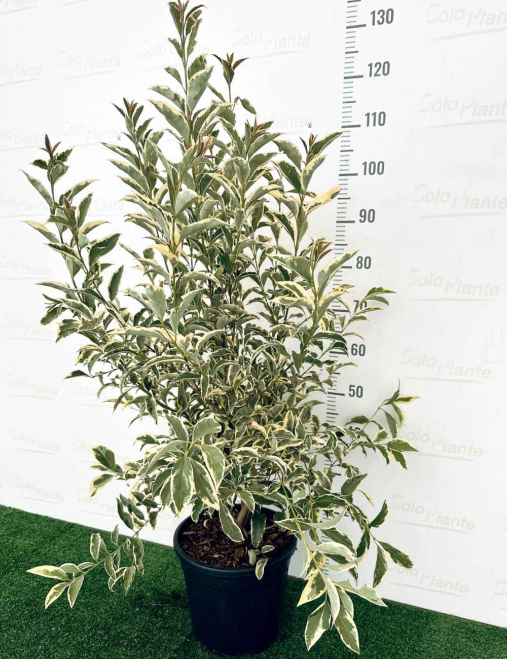 Ligustro variegato (Ligustrum Excelsum Superbum) - SoloPiante.it