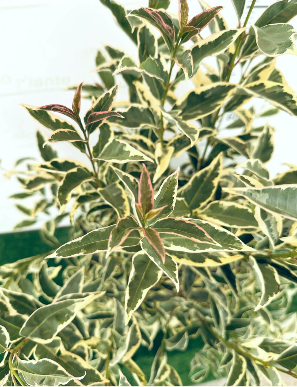 Ligustro variegato (Ligustrum Excelsum Superbum) - SoloPiante.it
