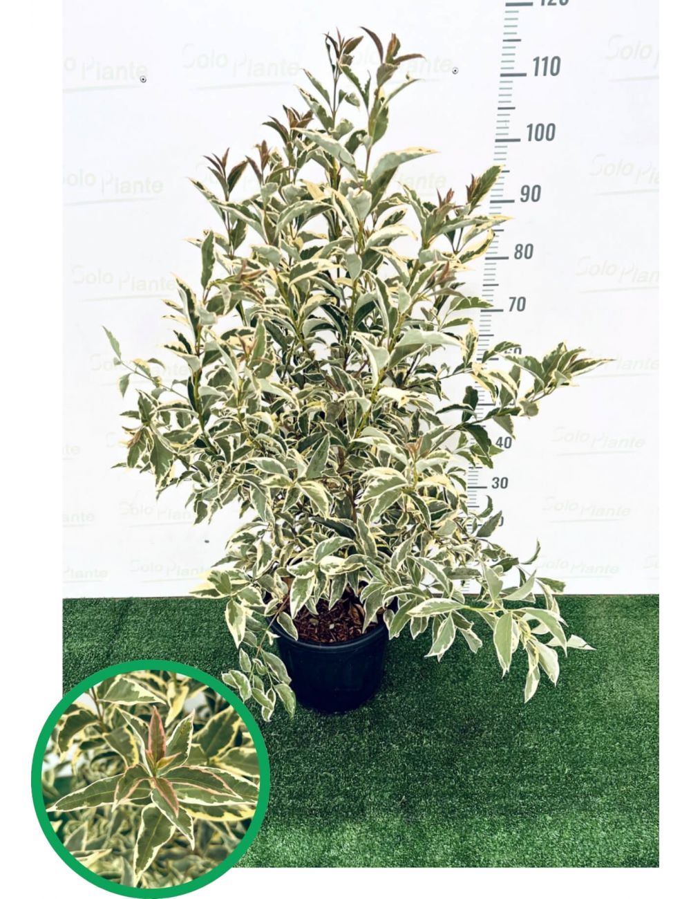 Ligustro variegato (Ligustrum Excelsum Superbum) - SoloPiante.it
