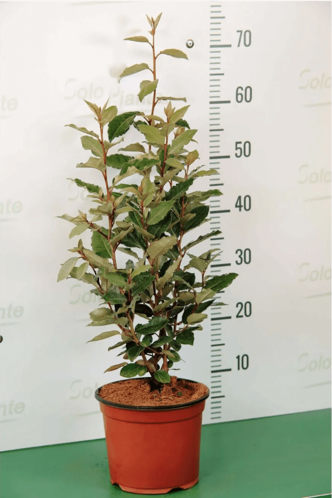 Eleagnus Ebbingei: Versatile Pianta da Siepe per Ogni Ambiente