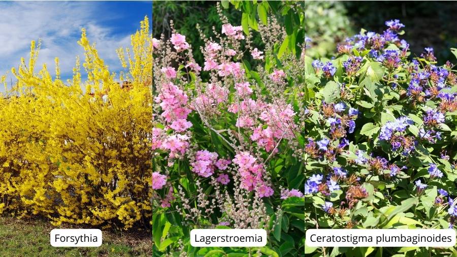 Aiuola con piante perenni: guida completa