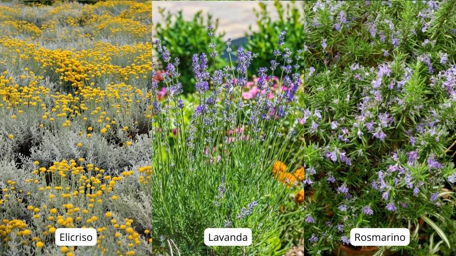 Aiuola con piante perenni: guida completa
