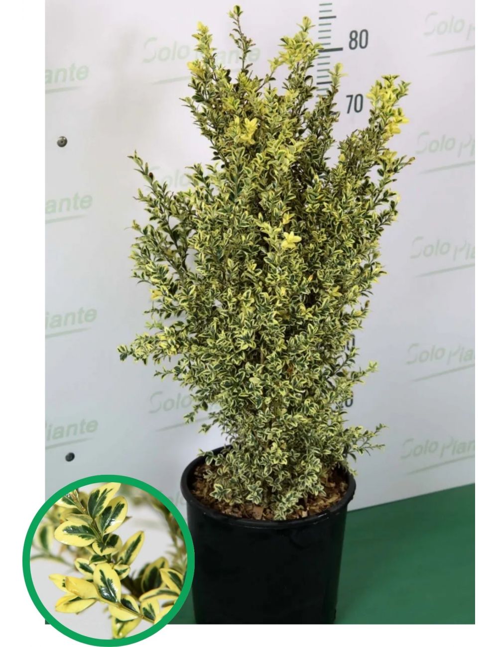 12 piante ideali per creare siepi basse o bordure
