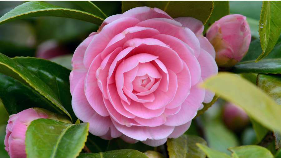 Camelia Japonica vs. Sasanqua: Scegli la Tua Eleganza Floreale