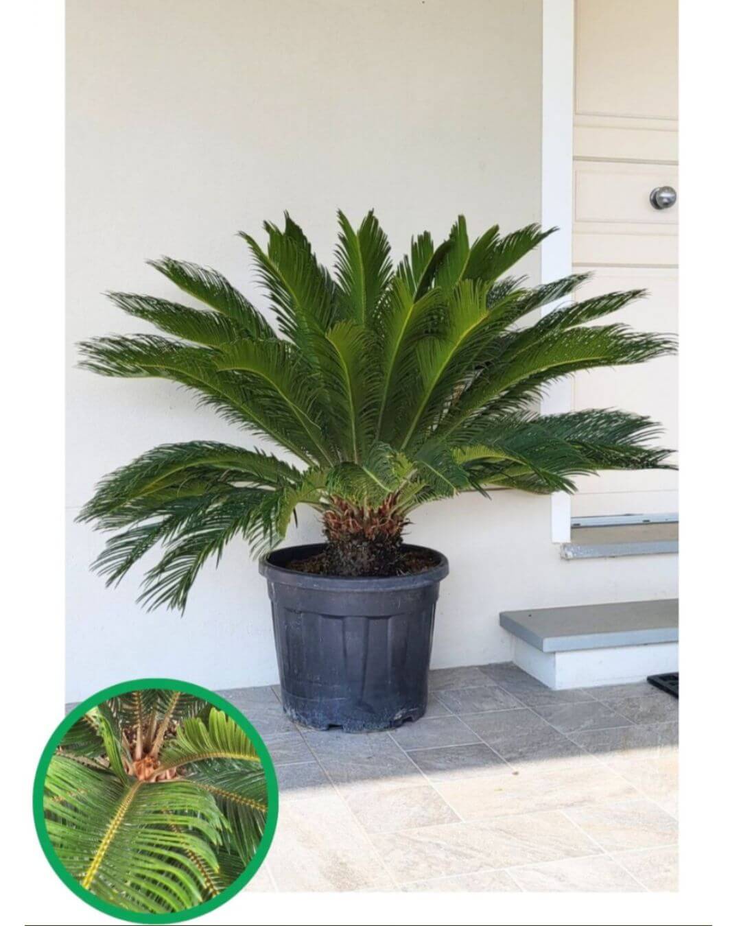 Cycas revoluta: eleganza e prestigio in giardino
