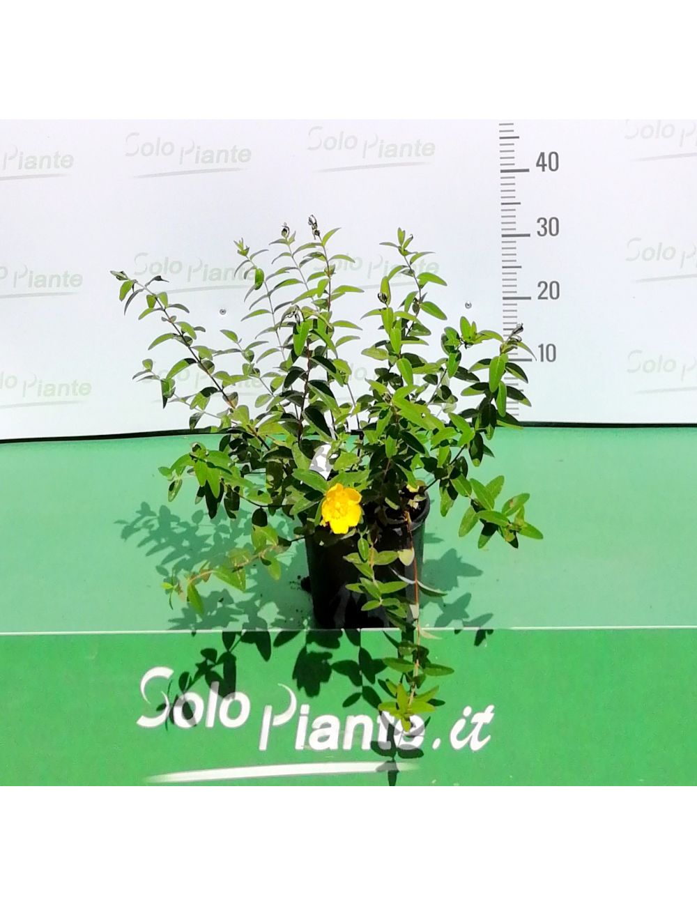 12 piante ideali per creare siepi basse o bordure