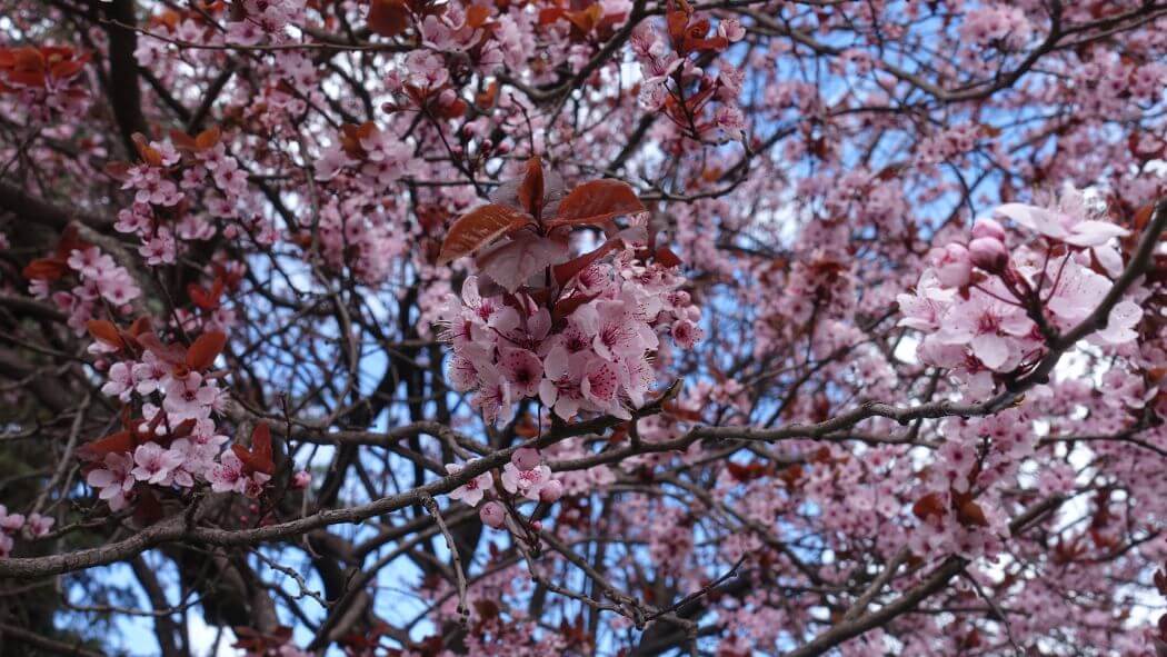 Prunus Pissardii o Ciliegio da Fiore: Caratteristiche, Cura e Curiosità