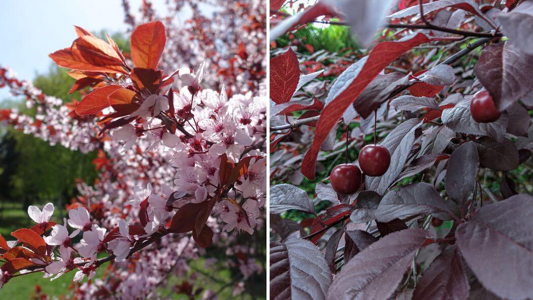 Prunus Pissardii o Ciliegio da Fiore: Caratteristiche, Cura e Curiosità