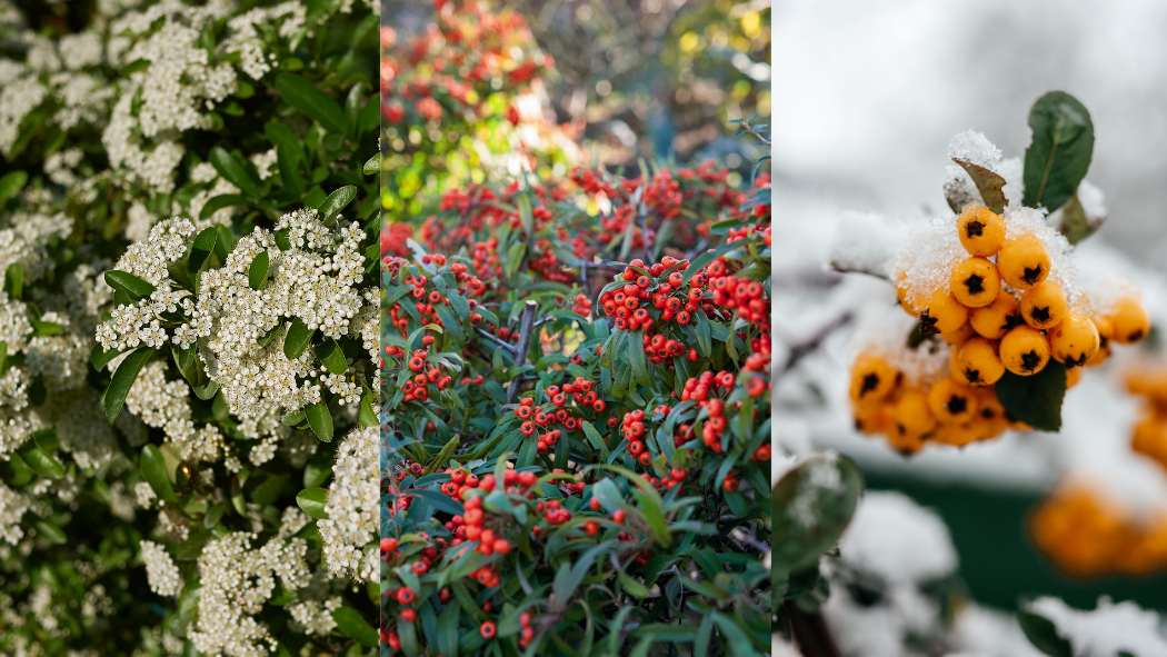 Pyracantha: Siepi Sicure e Colorate per il Tuo Giardino