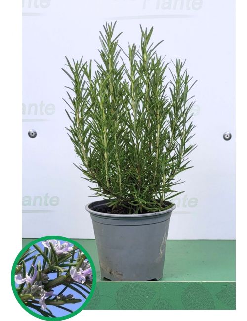 12 piante ideali per creare siepi basse o bordure